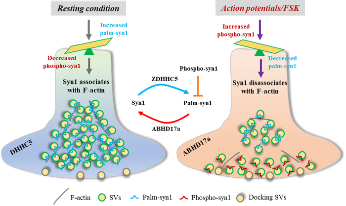 孔二艳团队发现蛋白棕榈酰化修饰调控神经突触囊泡动态发生机制|生物学与医学|psi|电镜|分子|磷酸化_新浪新闻