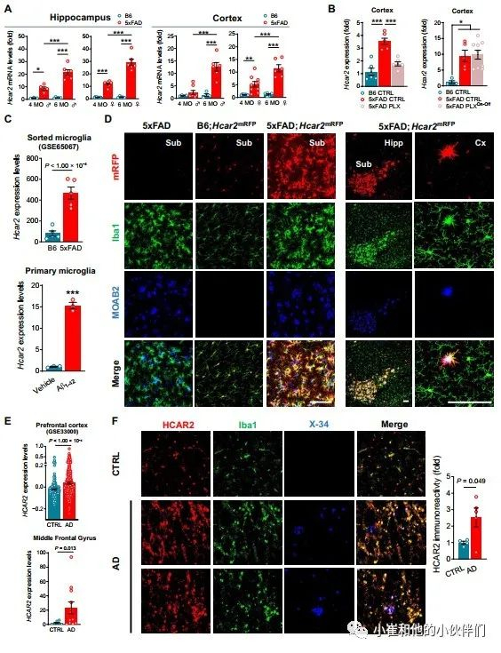 Sci Transl Med：烟酸受体HCAR2调节小胶质细胞应答和AD进展|生物学与医学|RNA|小鼠|斑块|蛋白_新浪新闻
