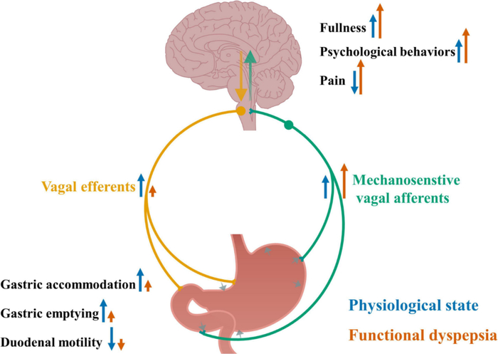 Frontiers in Neurosci文献汇编：迷走神经刺激和机制研究进展|迷走神经|消化不良|疾病_新浪新闻