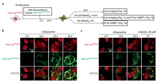 Nat Cell Biol：热休克伴侣蛋白调节细胞质TDP-43相分离和聚集机制__财经头条__新浪财经