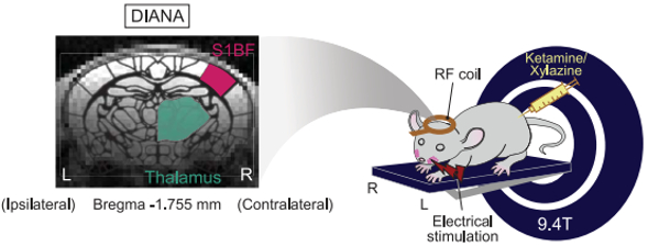 Science重磅研究：高时空分辨率的MRI成像|神经元|成像|丘脑_新浪新闻