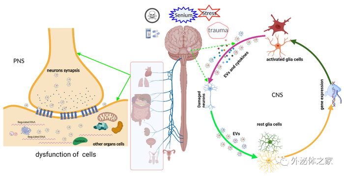 Front Cell Neurosci：神经元细胞外囊泡在神经变性疾病中的进展__财经头条