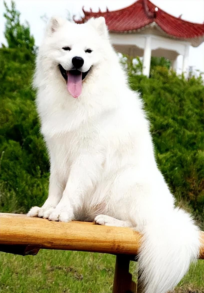 萨摩耶犬的8大优点，怪不得养过的人，都不想换狗了__财经头条