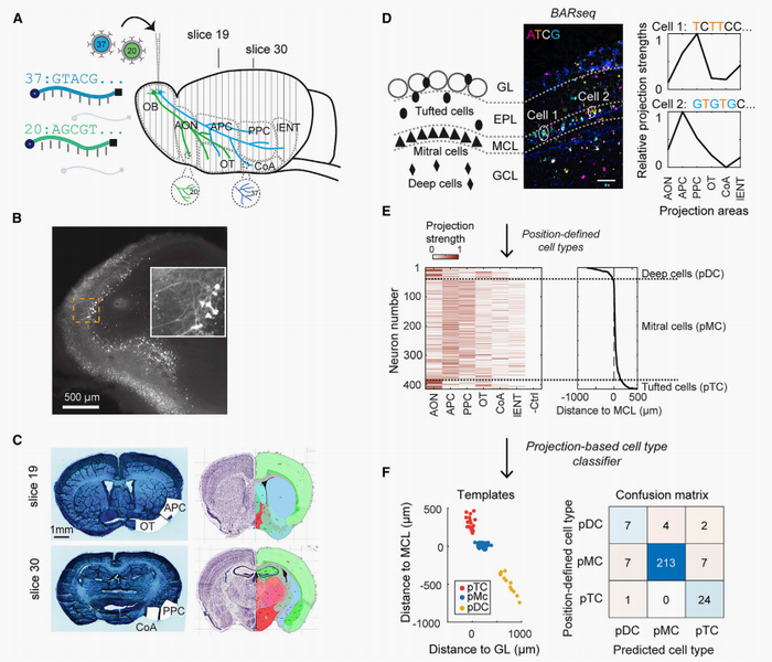 Cell：进一步突破研究极限，更大的数据分析揭示嗅球-皮层的单细胞水平空间投射奥秘