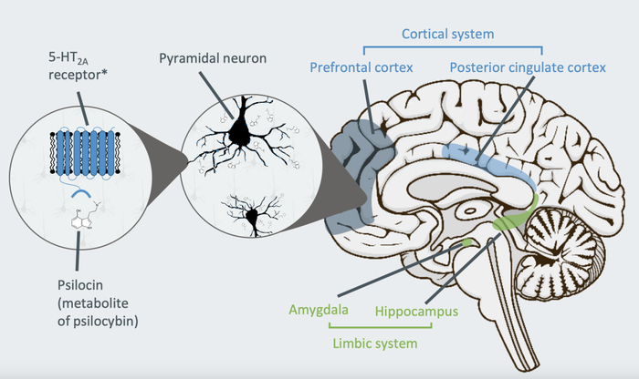 迄今最大规模，致幻剂治疗抑郁症的强力证据|致幻剂|剂量|抑郁症|患者|单剂_新浪新闻