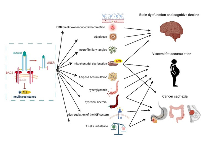Trends 系列：中科大申勇团队综述Beta-分泌酶在衰老中的重要作用|干细胞_新浪新闻