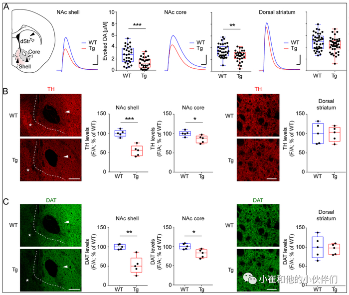 Mol Neurodegener：调控AD早期VTA多巴胺神经元存活的新机制|细胞质_新浪新闻