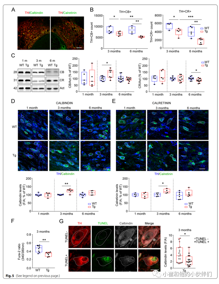 Mol Neurodegener：调控AD早期VTA多巴胺神经元存活的新机制|细胞质_新浪新闻