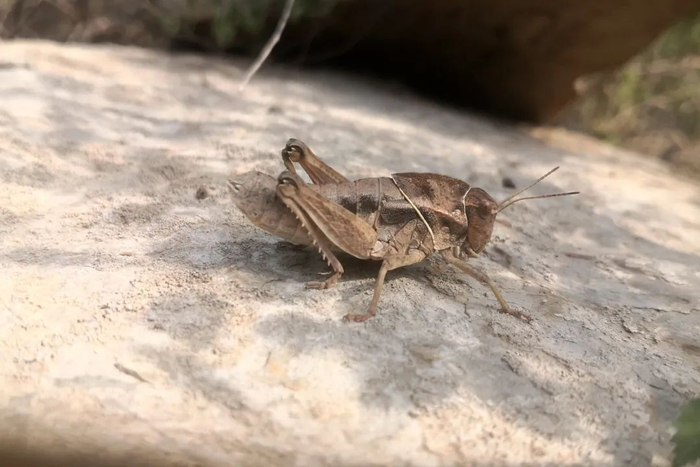 北方常见蝗虫图鉴23种，你见过几个？|雄性_新浪新闻