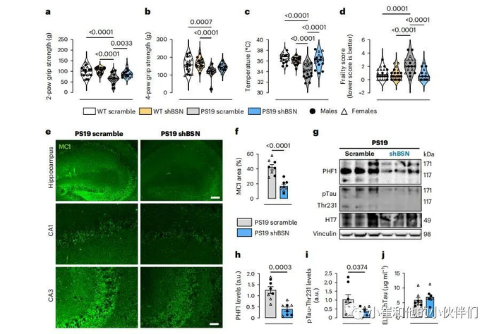 Nature Neurosci：一种有助于tau种子繁殖和神经毒性的蛋白|突触_新浪新闻