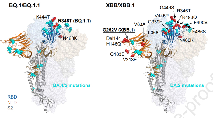 国内已有三地检出XBB！会造成新一轮感染高峰吗？专家详解→