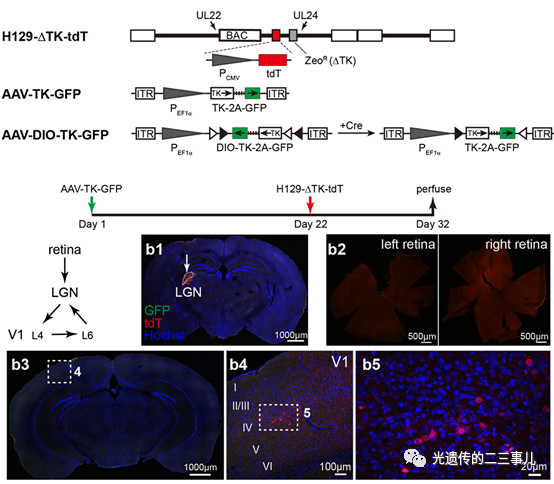 Nat Methods ：神经顺行示踪工具介绍——YFV-17D篇|突触|遗传学_新浪新闻