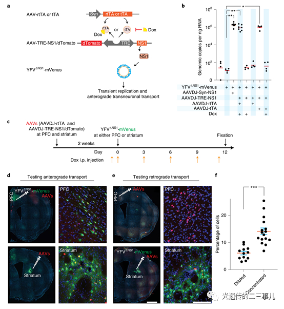 Nat Methods ：神经顺行示踪工具介绍——YFV-17D篇|突触|遗传学_新浪新闻