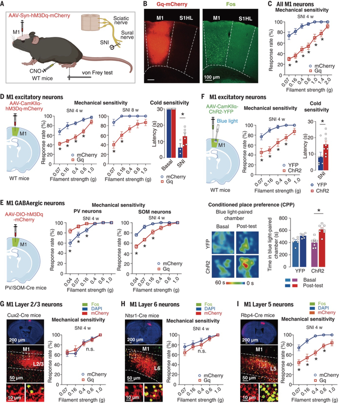 Science：初级运动皮层缓解疼痛的精细环路|突触_新浪新闻