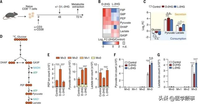 Science | 致癌代谢物D-2HG通过改变T细胞代谢损害CD8+ T 细胞功能|肿瘤_新浪新闻