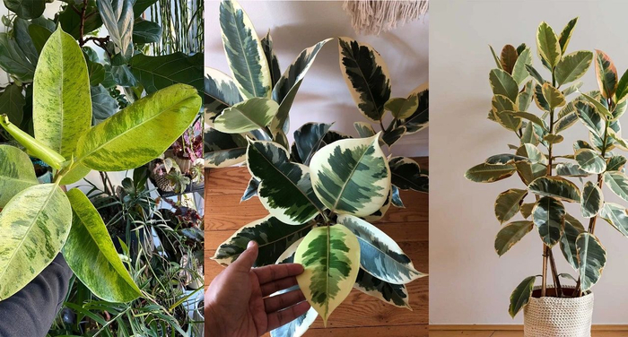 8大迷人的橡皮树品种，好看耐养，水培或土培扦插都能轻松繁殖|印度|叶子|枝条|养护|土壤_新浪新闻