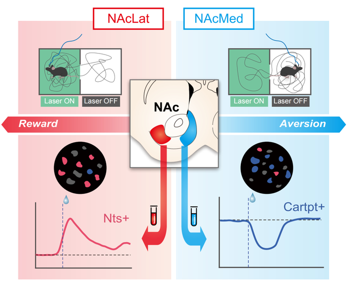 Cell 子刊：深圳先进院朱英杰团队揭示伏隔核功能亚区的奖赏处理|深圳市_新浪新闻