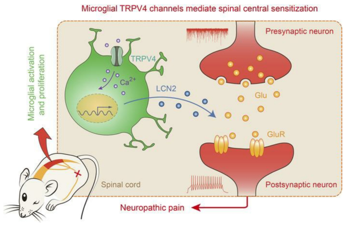 JCI：胡宏镇团队揭示脊髓小胶质细胞Trpv4介导神经病理性疼痛新机制