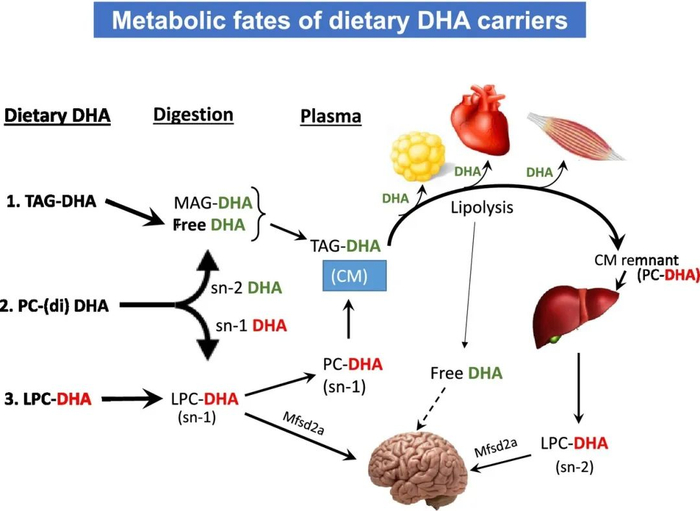 婴幼儿需要补充DHA吗？补多少？怎么补？