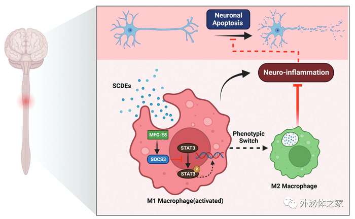 Cell Death Dis：冯世庆/魏志坚团队报道脊髓损伤后减轻炎症的新策略