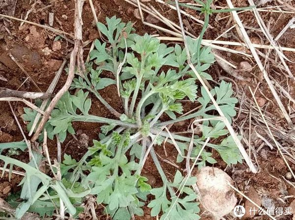 白蒿：想吃须趁早，错过时间成杂草|杂草|茵陈|植株_新浪新闻