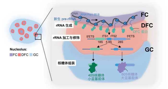 《自然》：揭示核仁精细结构，陈玲玲研究组破解关键核仁蛋白的作用