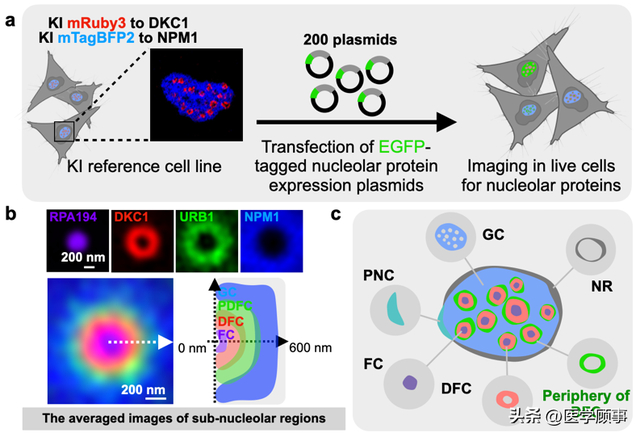 《自然》：揭示核仁精细结构，破解关键核仁蛋白的作用
