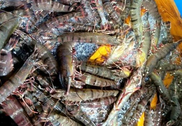 三年挫败让他越战越勇，如今却做到单产12斤/平，成为当地工厂化高密度养金刚虾的领头人！__财经头条