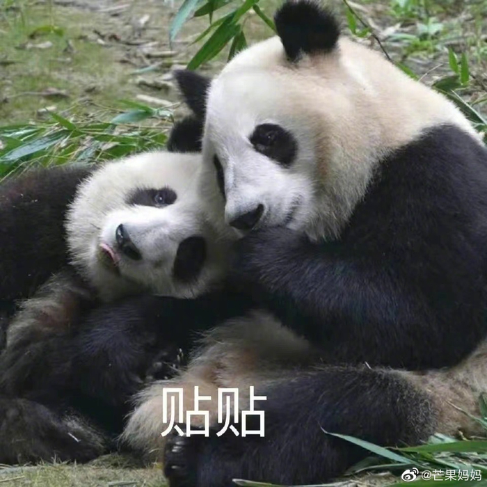 分享一波可爱panda 表情包，阿胖达索命别太好笑了哈哈哈哈哈……|表情包|可爱_新浪新闻