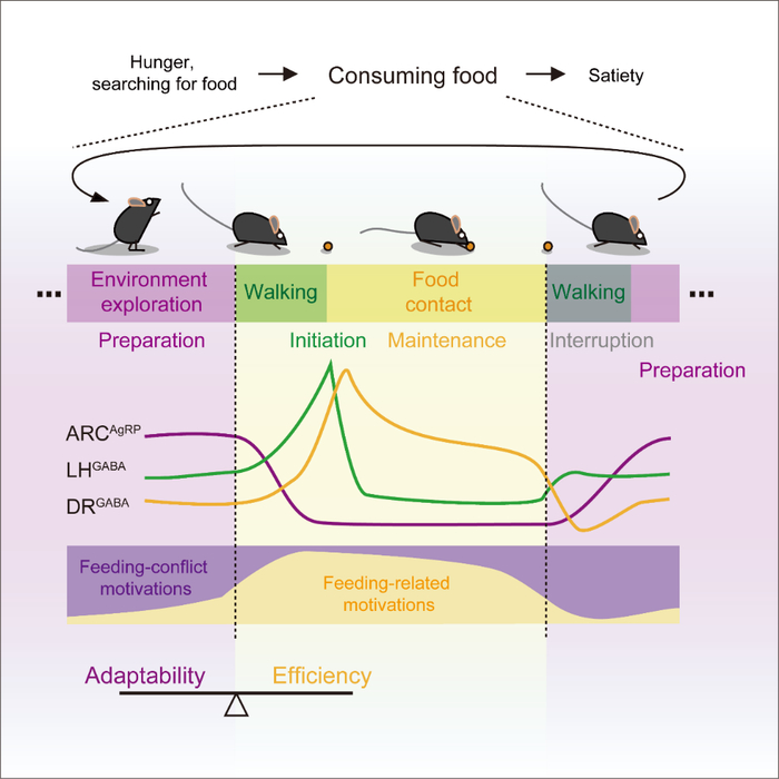 Neuron：深圳先进院王立平团队首次阐明摄食过程的序列性神经调控