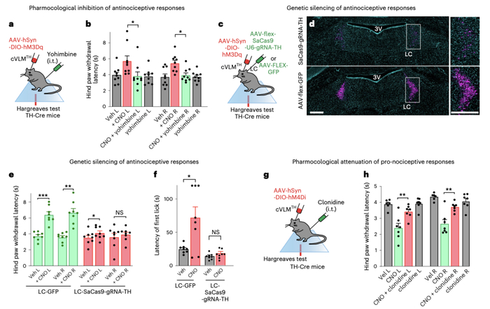 Nature Neurosci：疼痛调控新神经环路|遗传学|化学_新浪新闻