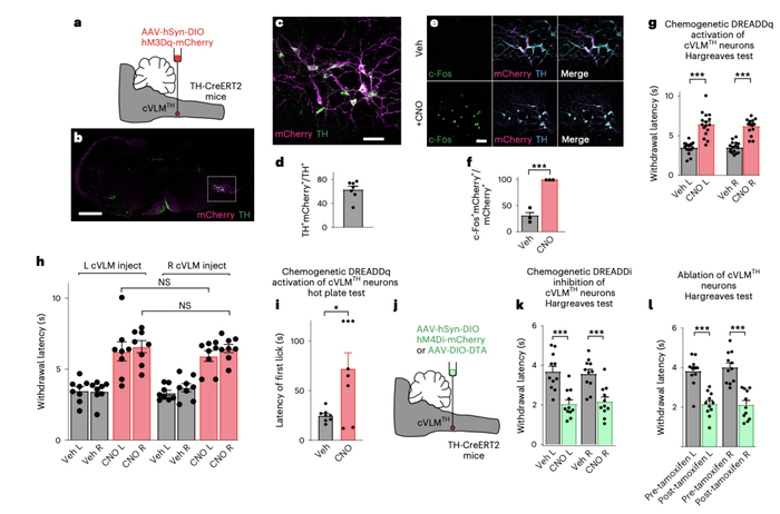 Nature Neurosci：疼痛调控新神经环路|遗传学|化学_新浪新闻