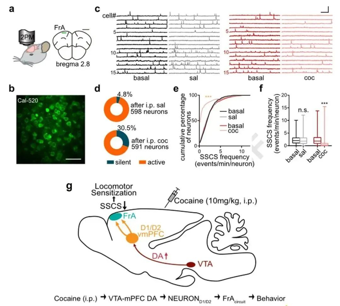 Nature子刊：北大周专实验室报道PFC调控可卡因敏化行为的新机制