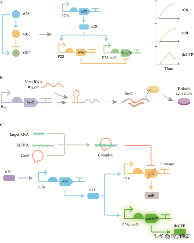 无细胞系统在CRISPR技术和生物传感器中的应用研究进展|生物|翻译|基因_新浪新闻