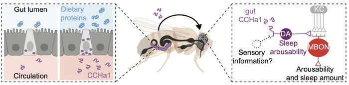 Cell：如何提高睡眠质量？哈佛团队提出一种饮食建议，可通过“脑肠轴”精准调控睡眠