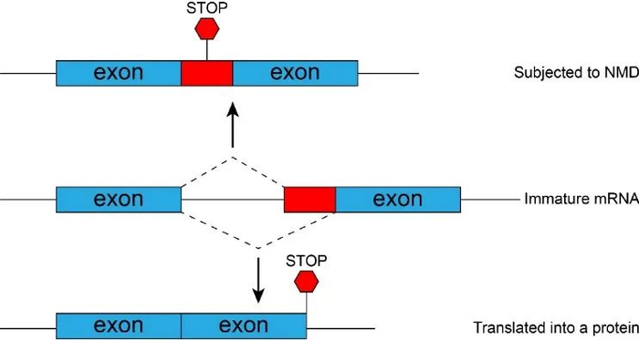 Neuron：张晓昌团队揭示靶向剪接提高SYNGAP1在神经元中的表达量|基因|生物学与医学|突变|蛋白|等位_新浪新闻