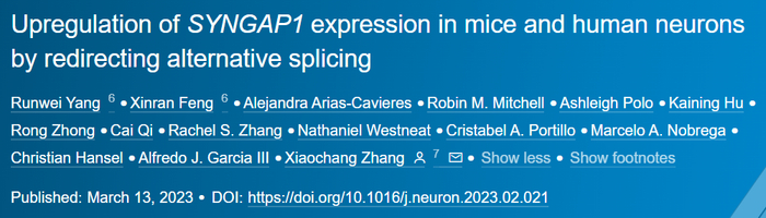 Neuron：张晓昌团队揭示靶向剪接提高SYNGAP1在神经元中的表达量|基因|突触|干细胞_新浪新闻