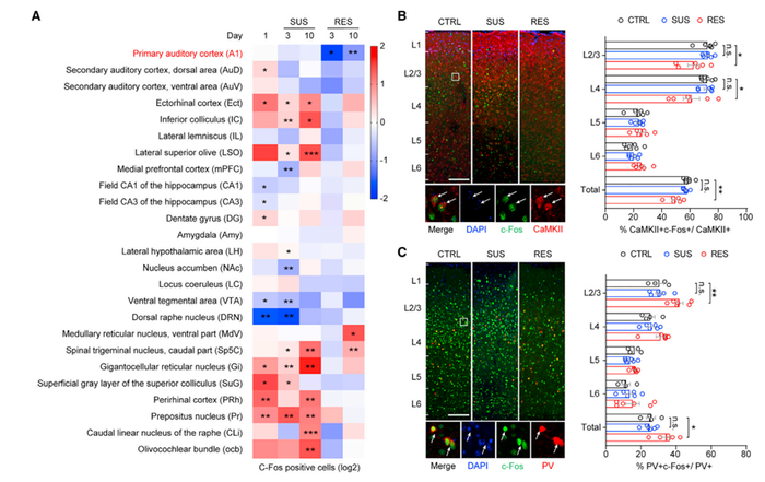 时隔两个月，我国抑郁症相关研究再发Cell：朱心红教授团队揭示“心理韧性”的生物学机制