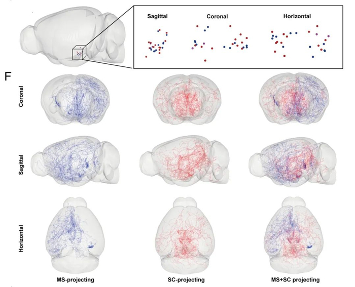 PNAS：浙中医陈忠教授团队绘制首个小鼠全脑组胺能神经元投射图谱|生物学与医学|标记|纤维|荧光_新浪新闻