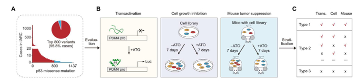 靶向p53新突破！上海交大团队首次在人体内恢复抑癌蛋白活性