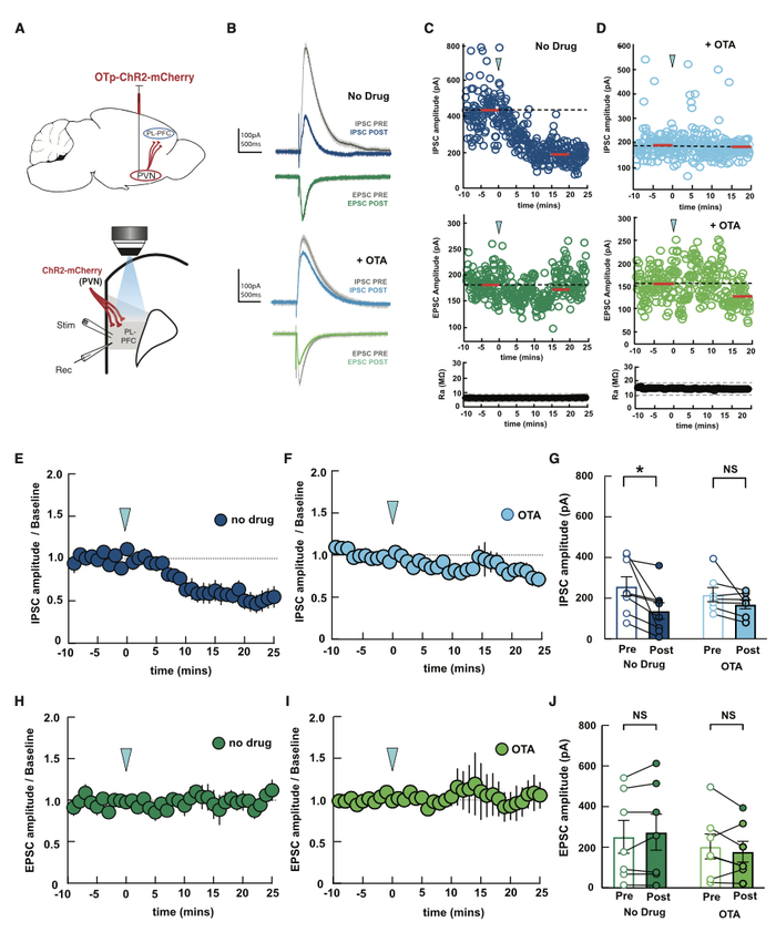 Neuron：催产素镇痛作用的新环路机制