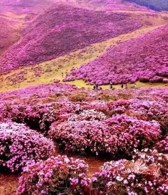 云南4000亩杜鹃花海，等你来！