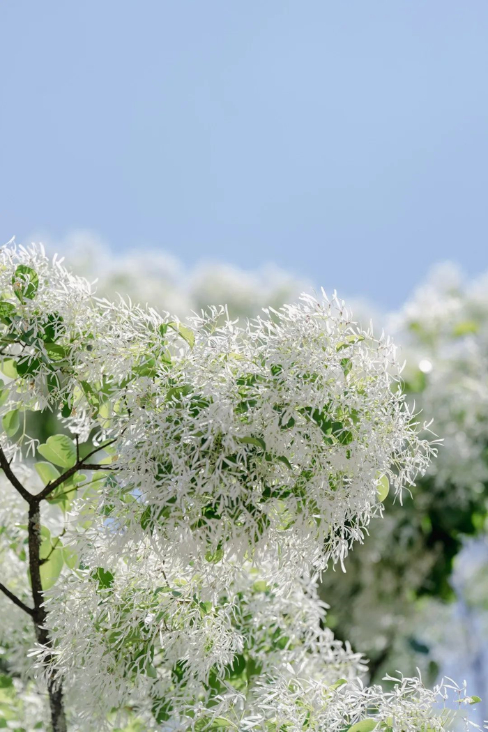 云南昆明：人间“四月雪” “醉”美流苏树