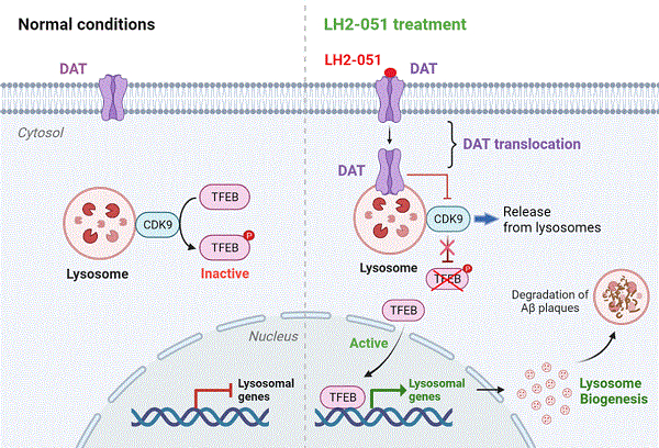 中国科学家揭示：抑制多巴胺转运体，可改善阿尔茨海默病样症状