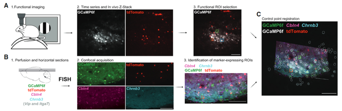 Neuron：苍建华团队联合多技术绘制上丘视觉编码神经元的分子“图谱”|基因_新浪新闻