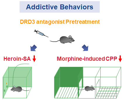 NB：宋睿/李锦报道 D3R阻断剂减弱阿片类药物成瘾行为的新机制
