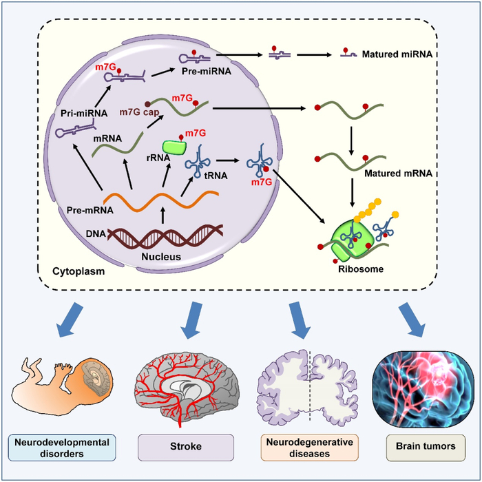 MTNA：郑加麟/夏骁寰等综述m7G甲基化修饰在神经疾病的重要作用|RNA_新浪新闻