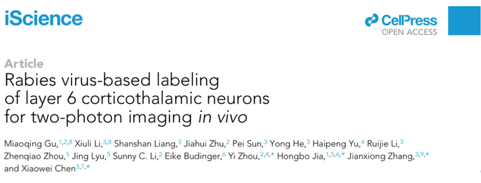 iScience：亮、快、好！基于RV-CVS病毒的皮层第六层细胞标记新方法|生物学与医学|布林|神经元|树突|特异性_新浪新闻