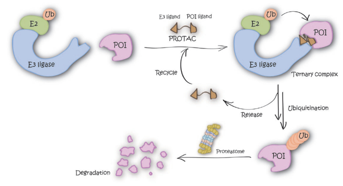 万字详解靶向蛋白降解：诞生二十年、近五年繁荣，一文讲清PROTAC及分子胶等TPD技术_手机新浪网