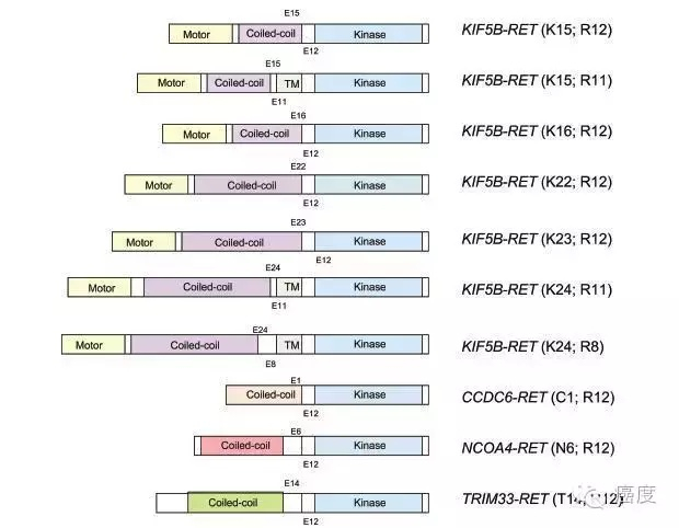 RET基因突变和靶向药物普拉替尼|基因|甲状腺|突变_新浪新闻